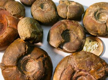 Lusitanoceras granosum biozone Cephalopods