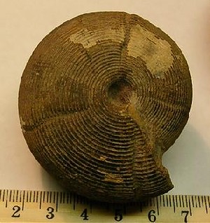 Lusitanoceras granosum biozone Cephalopods