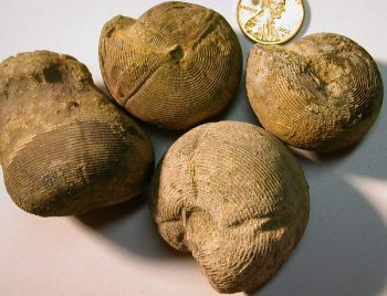 Lusitanoceras granosum biozone Cephalopods