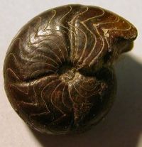 Lusitanoceras granosum biozone Cephalopods