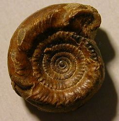 Lusitanoceras granosum biozone Cephalopods