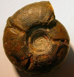 Lusitanoceras granosum biozone Cephalopods